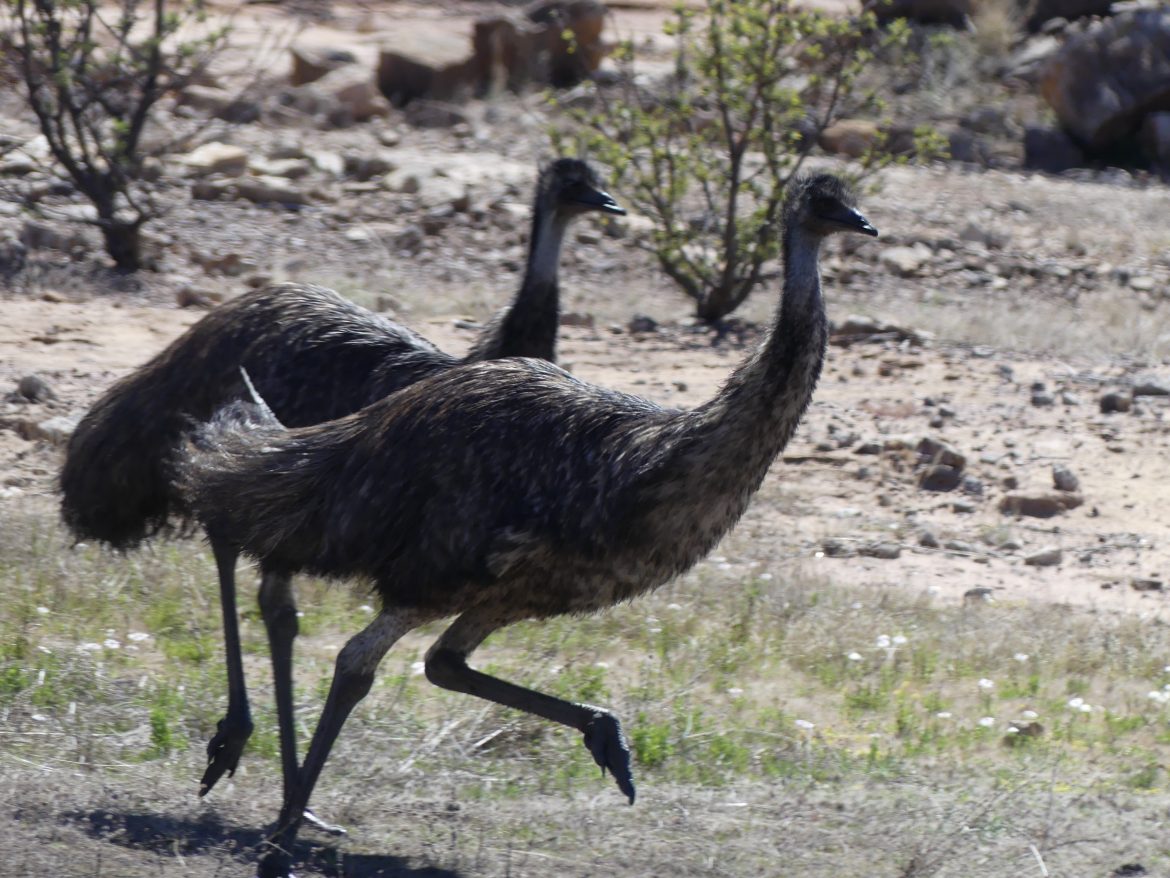 Wildlife and Livestock - Charlotte Plains