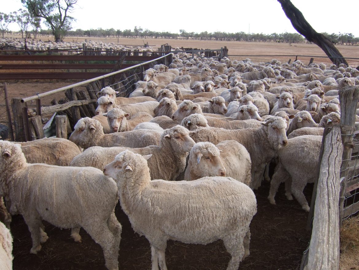 Shearing & Woolshed - Charlotte Plains