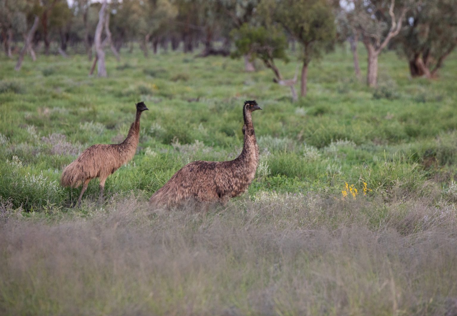 Outback Hot Artesian Bathing and Camping - Charlotte Plains